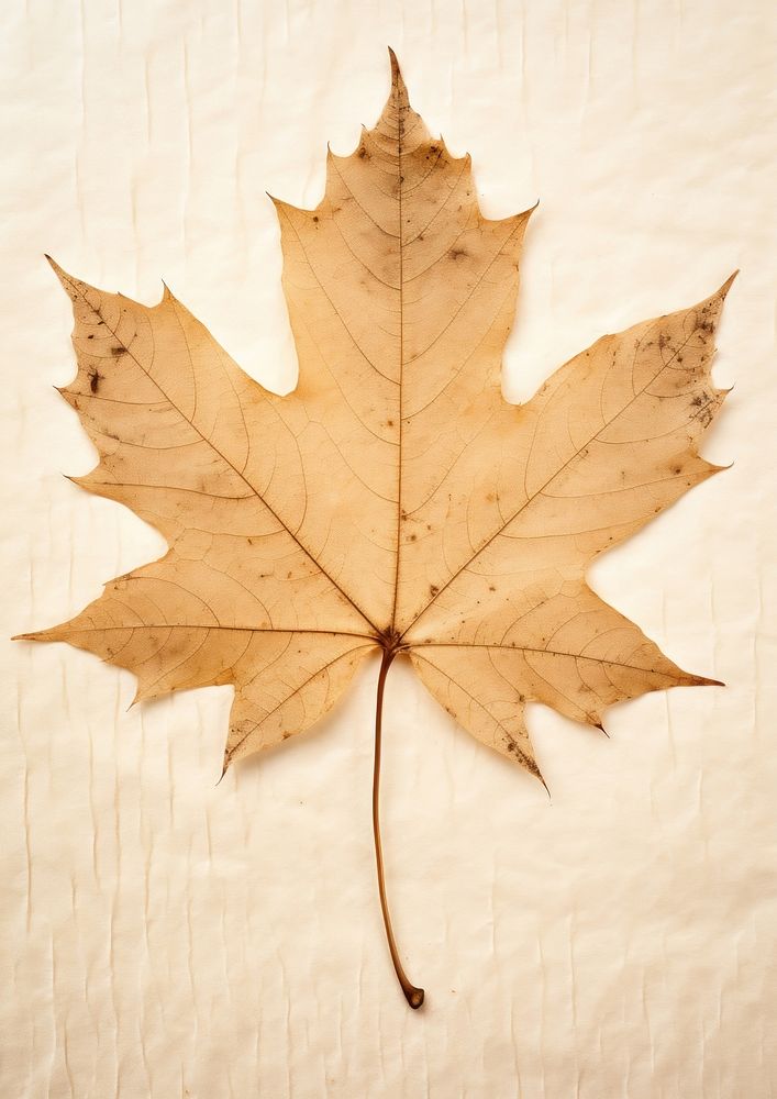 Real Pressed Maple leaf maple | Free Photo - rawpixel