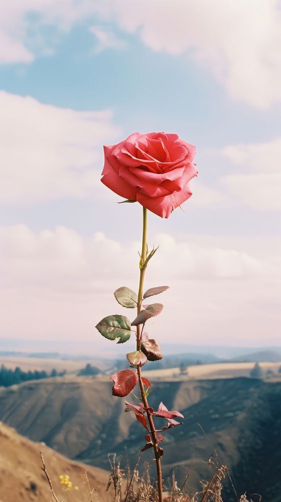 Photography minimal Rose hillside landscape | Premium Photo - rawpixel