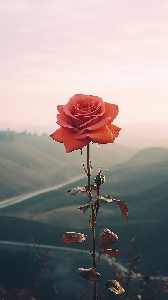 Photography minimal Rose hillside landscape | Premium Photo - rawpixel