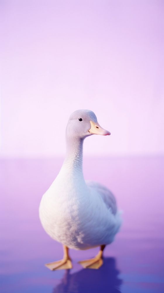 Duck animal purple goose. | Premium Photo - rawpixel