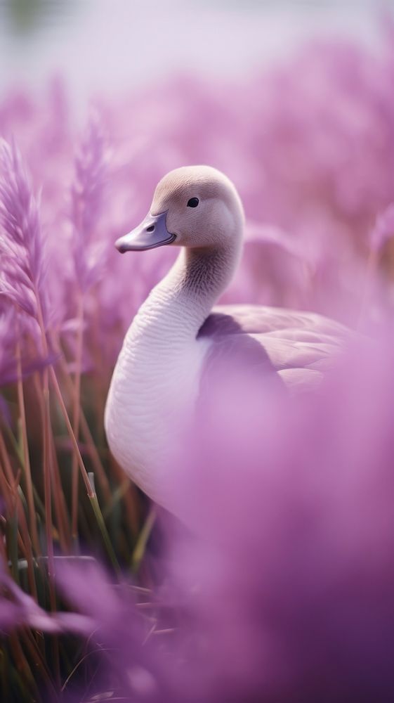 Duck animal purple goose. | Premium Photo - rawpixel