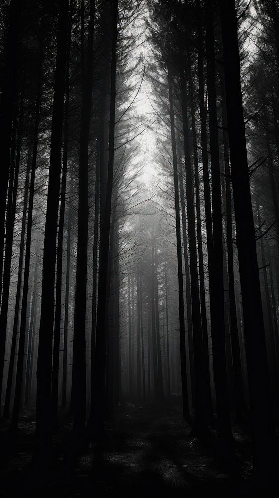 Photography Forest background forest outdoors | Premium Photo - rawpixel