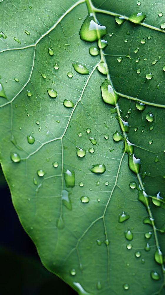 Macro photograph wet leave outdoors | Premium Photo - rawpixel
