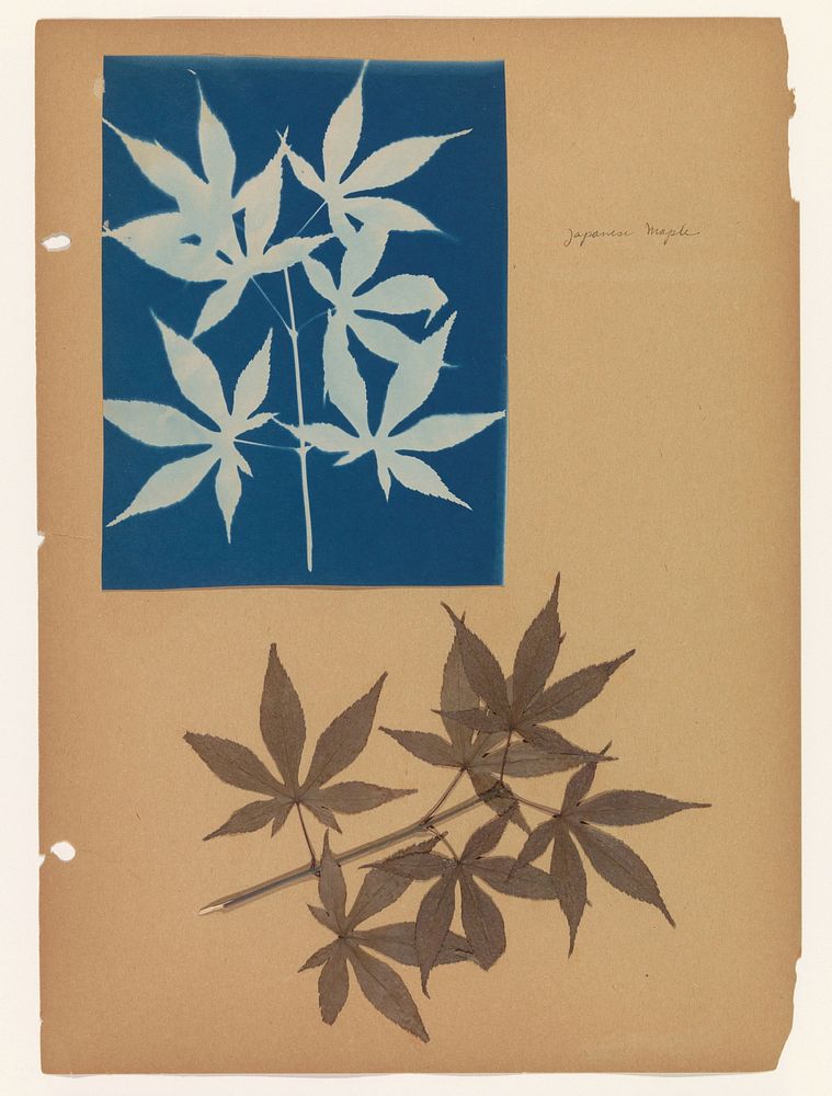 Blad met cyanotypie fotogram van | Free Photo - rawpixel