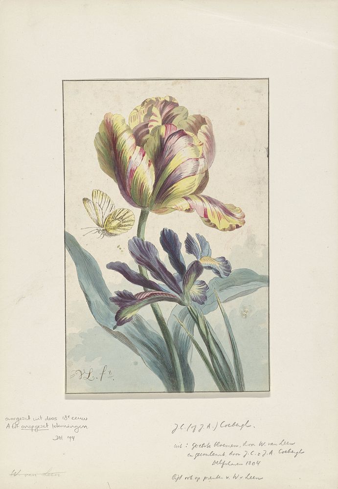 Tulp en iris (1804) Willem | Free Photo Illustration - rawpixel