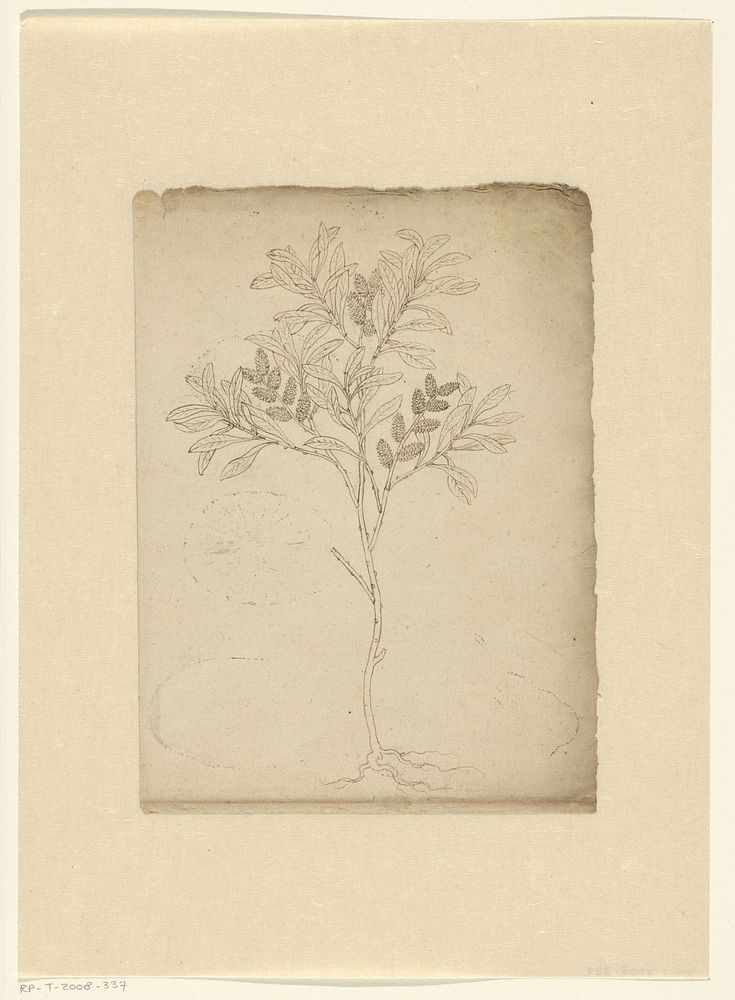 Dutch myrtle (Myrica gale) (c. | Free Photo Illustration - rawpixel