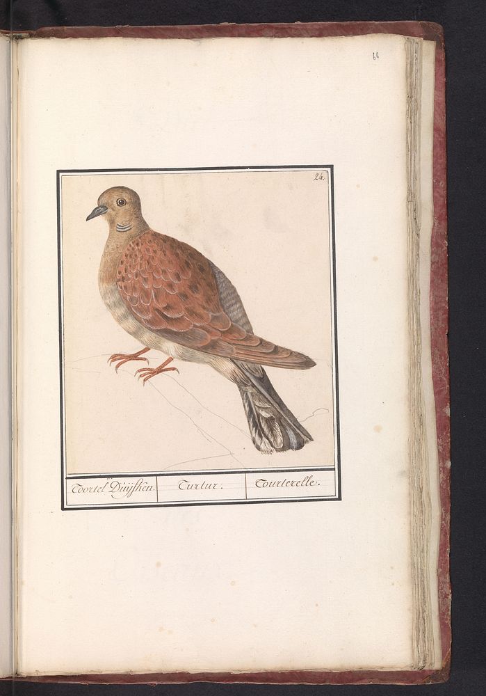 Zomertortel (Streptopelia turtur) (1596 - | Free Photo Illustration ...