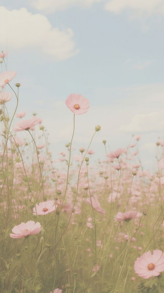 Pink flowers landscape backgrounds grassland. | Free Photo Illustration ...