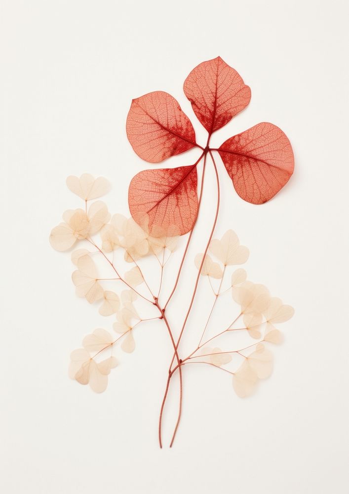 Real Pressed coral ivy flower | Premium Photo - rawpixel