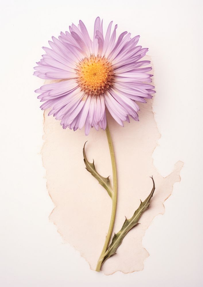 Real Pressed aster flower petal | Premium Photo - rawpixel