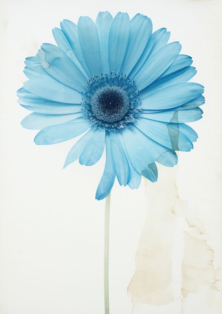 Real Pressed blue gerbera flower | Free Photo - rawpixel