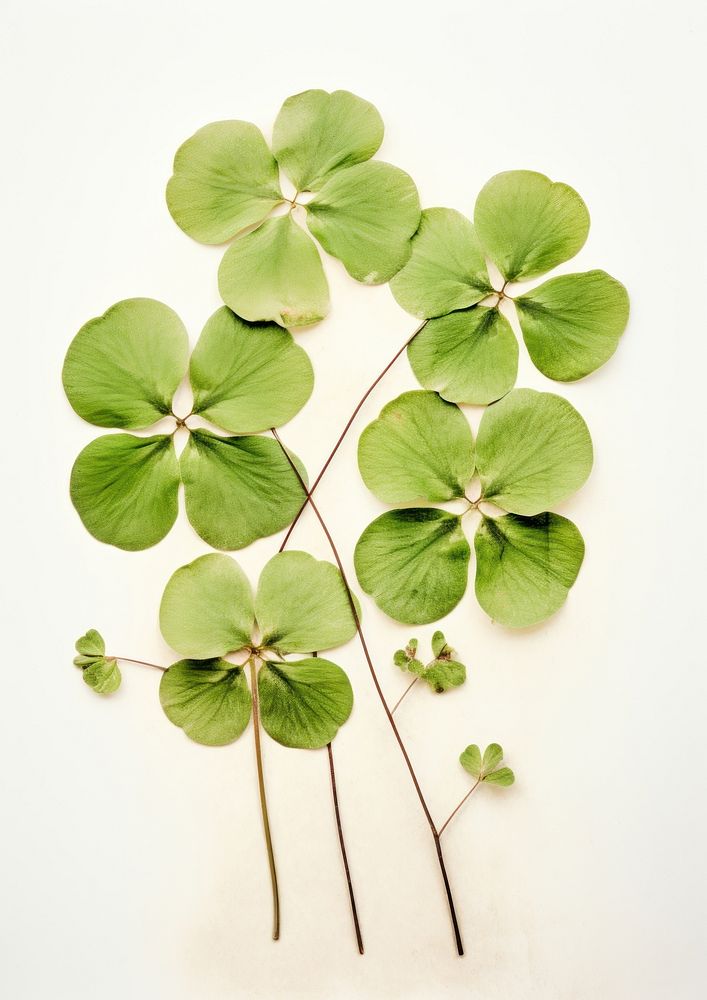 Real Pressed green Shamrock leafs | Free Photo - rawpixel