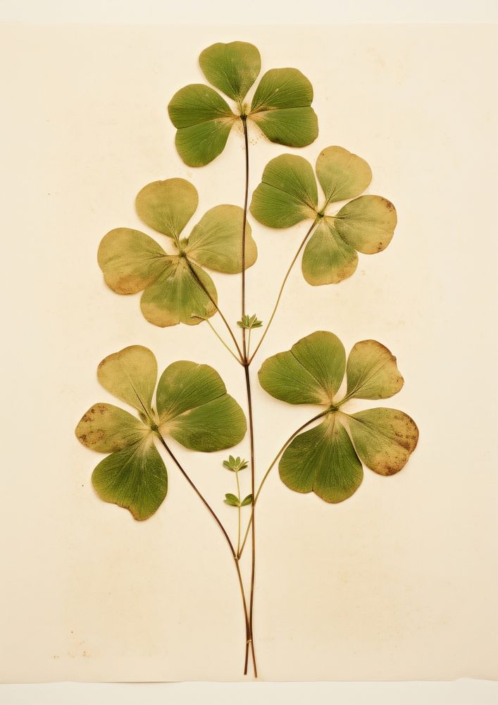 Real Pressed green Shamrock leafs | Premium Photo - rawpixel
