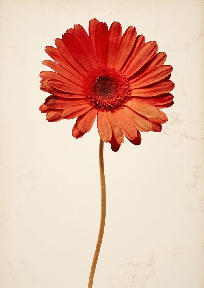 Real Pressed red gerberas flower | Free Photo - rawpixel