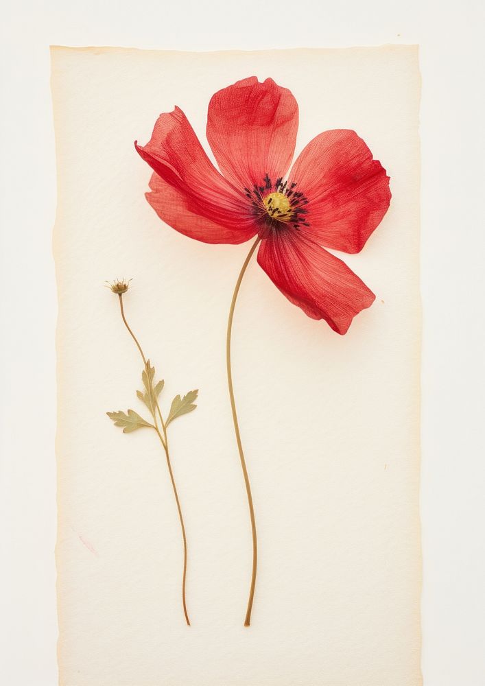 Real Pressed red flower poppy | Free Photo - rawpixel