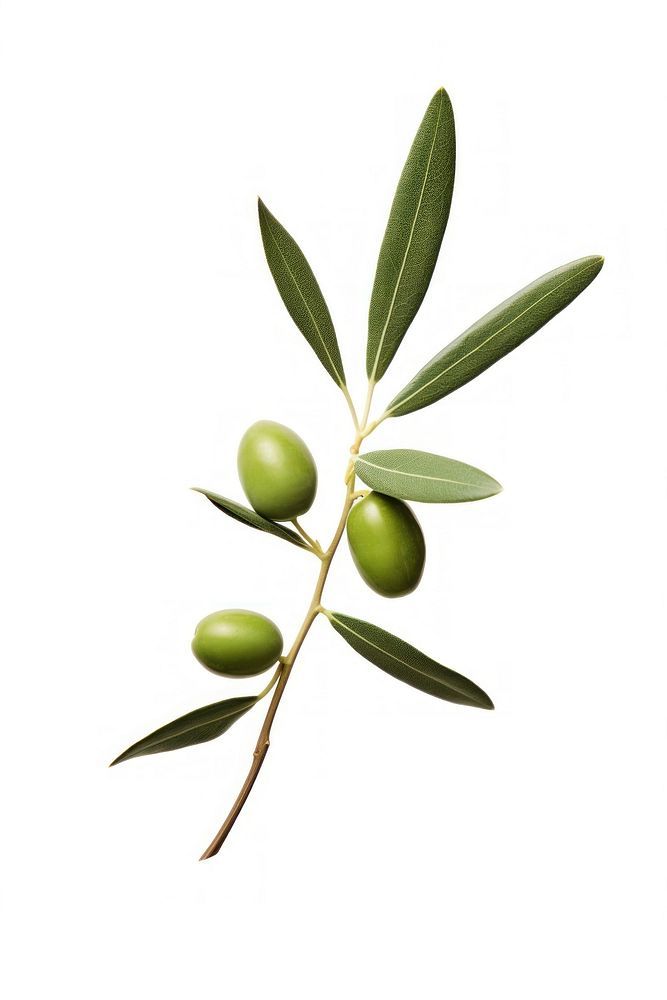 Olive branch plant leaf tree. | Premium Photo - rawpixel