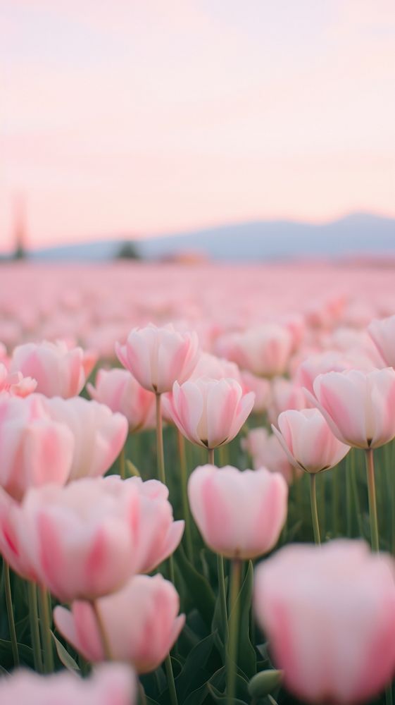 Field white tulip sky landscape | Premium Photo - rawpixel