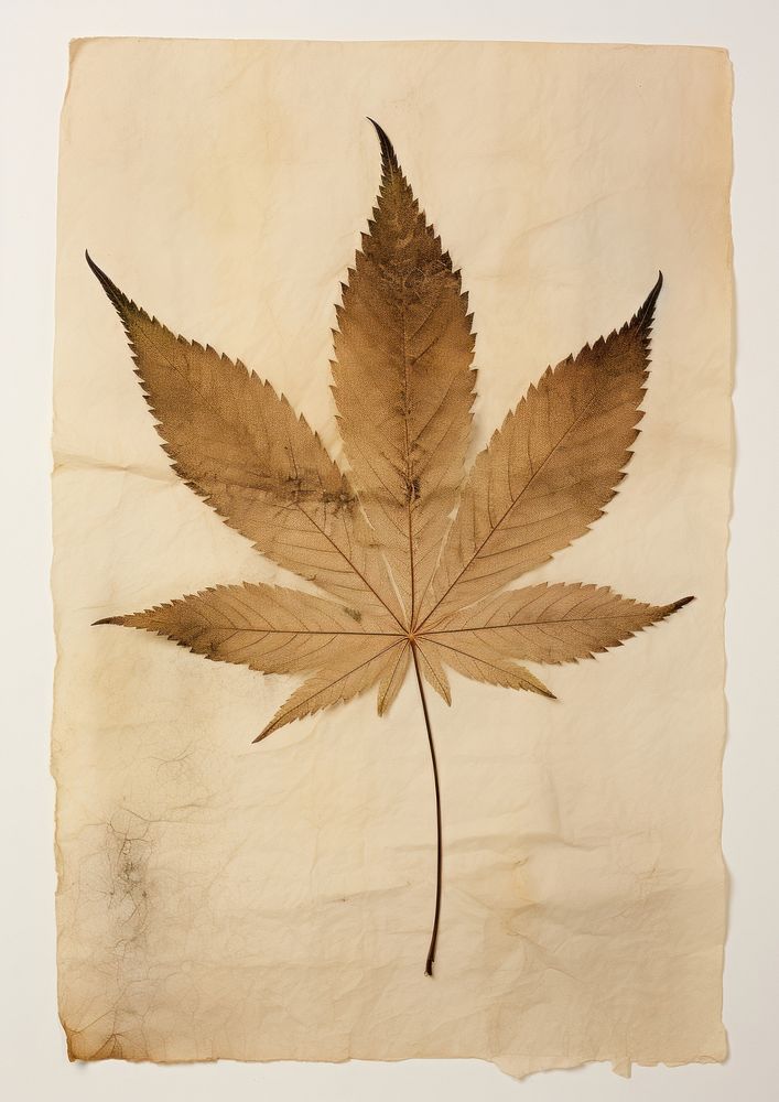 Real Pressed cannabis leaf plant | Premium Photo - rawpixel
