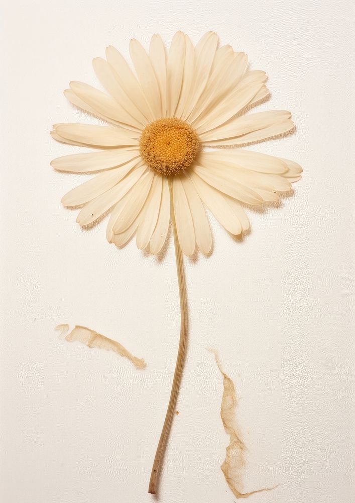 Real Pressed daisy flower petal | Premium Photo - rawpixel