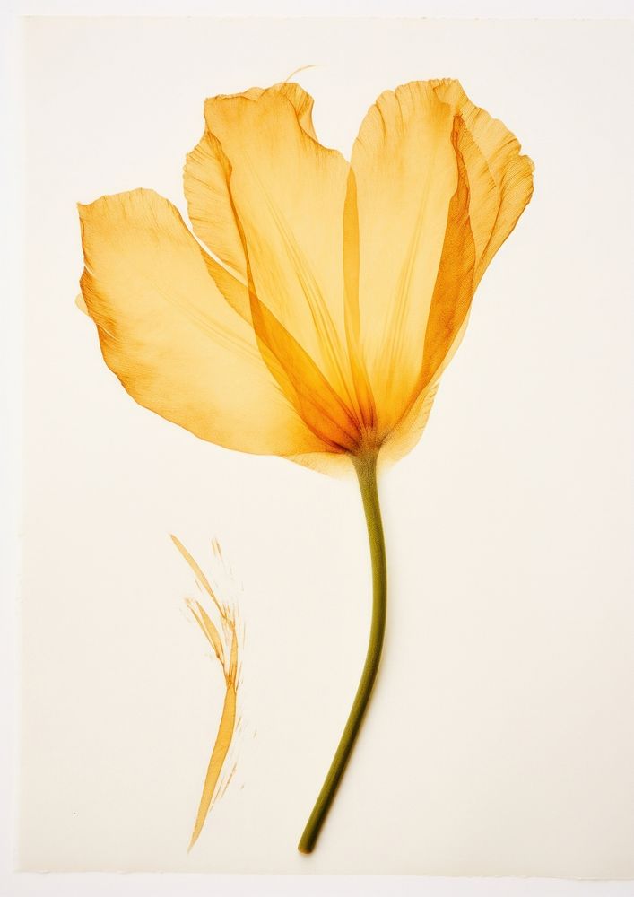 Real Pressed yellow tulip flower | Premium Photo - rawpixel