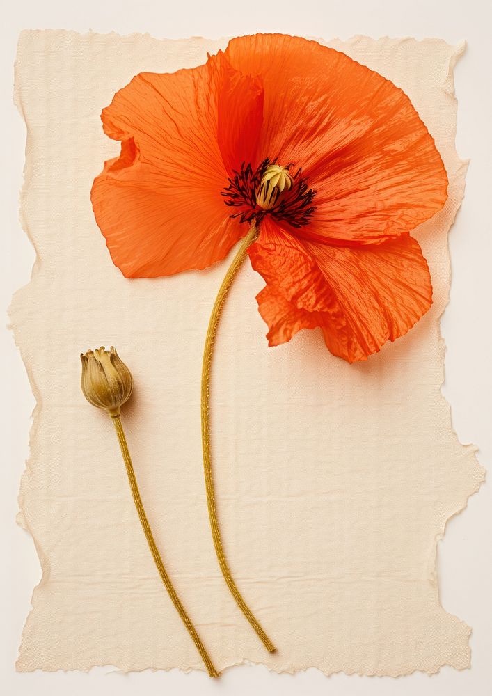 Real Pressed poppy flower petal | Free Photo - rawpixel