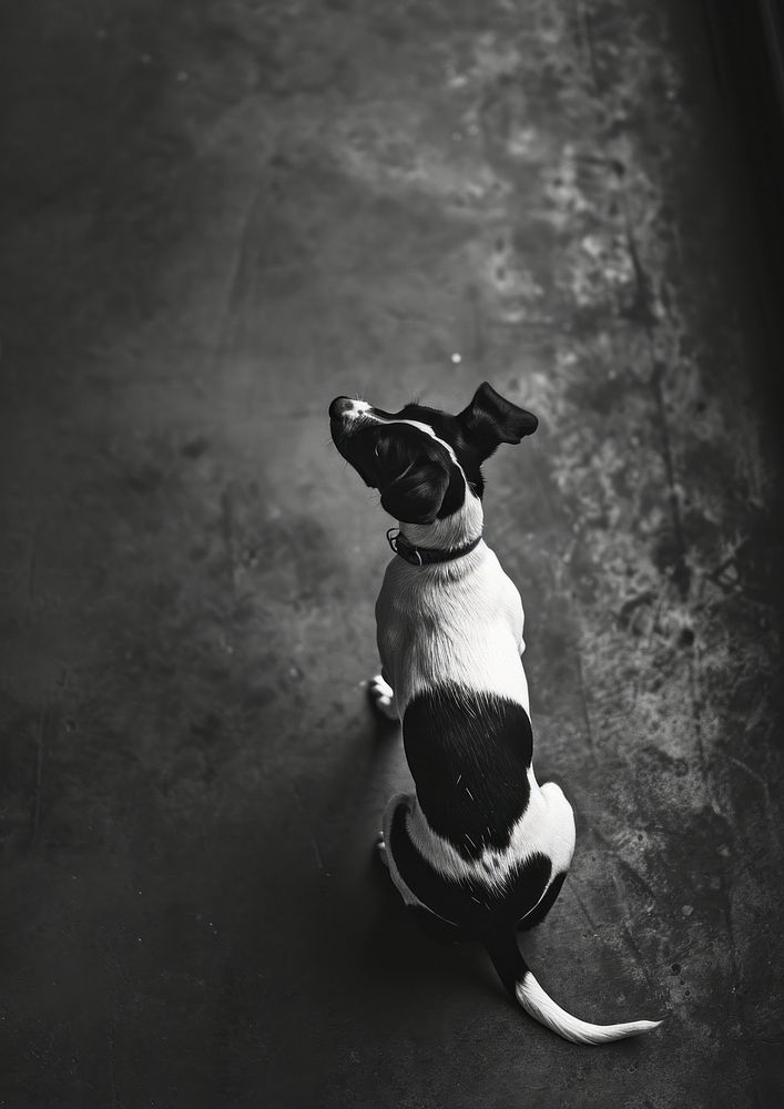 dog full body animal mammal | Free Photo - rawpixel