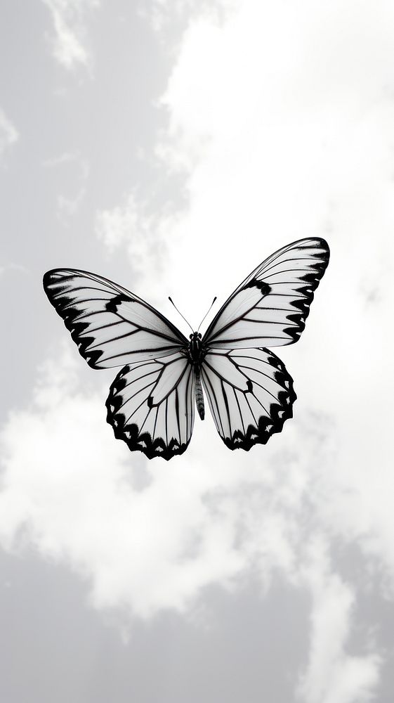 Close butterfly monochrome animal insect. | Premium Photo - rawpixel