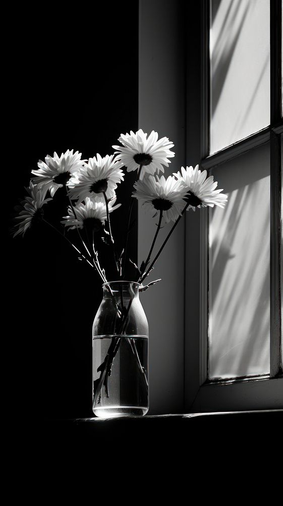Flowers window monochrome windowsill plant. | Premium Photo - rawpixel