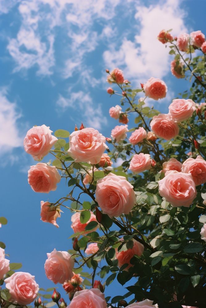 Summer scenery rose sky outdoors. | Premium Photo - rawpixel