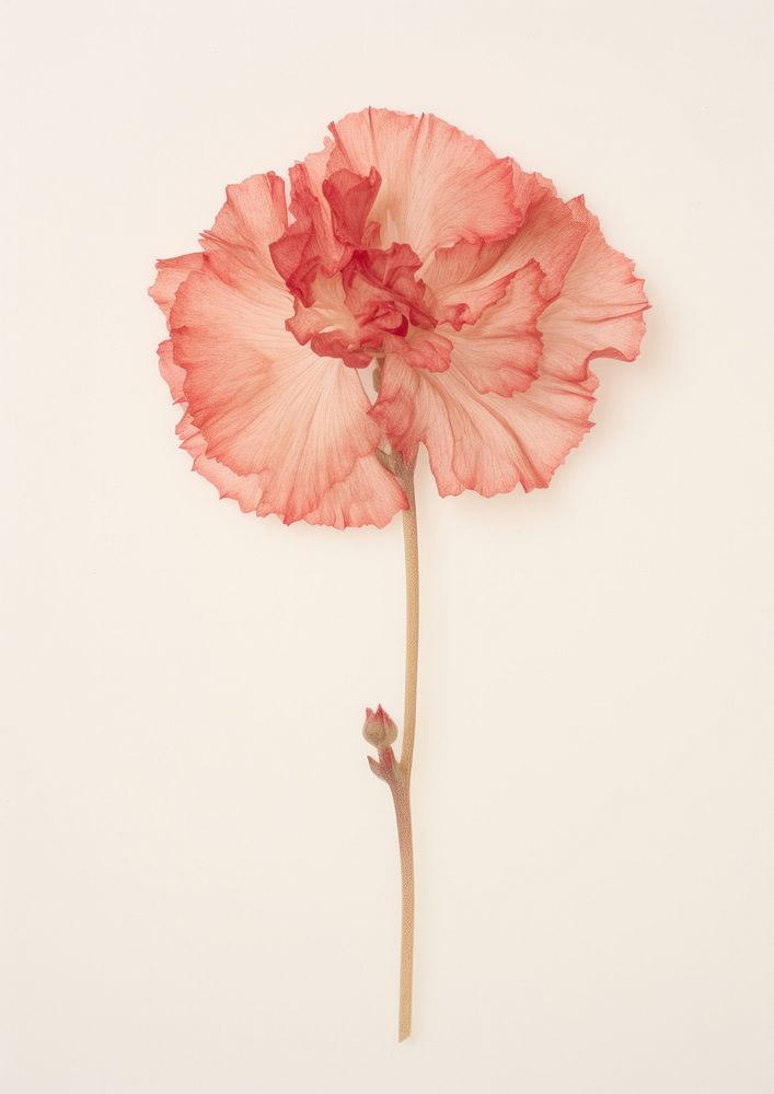 Real Pressed Carnation flowers carnation | Premium Photo - rawpixel