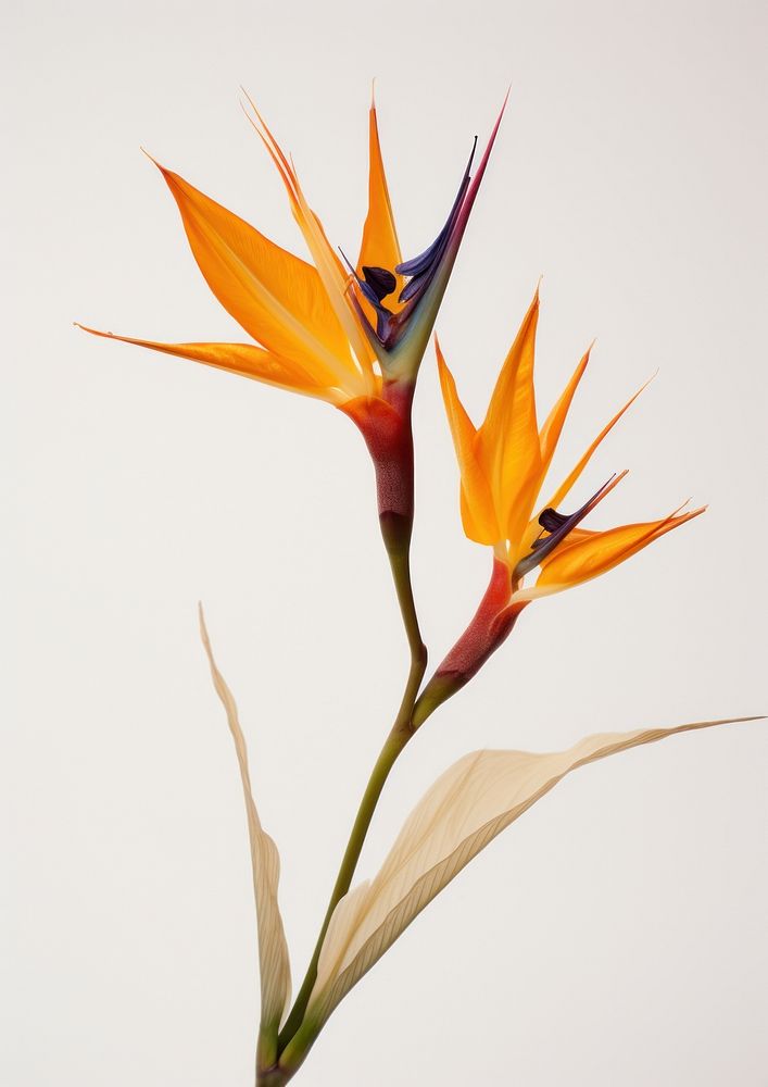 Real Pressed Bird paradise flowers | Premium Photo - rawpixel