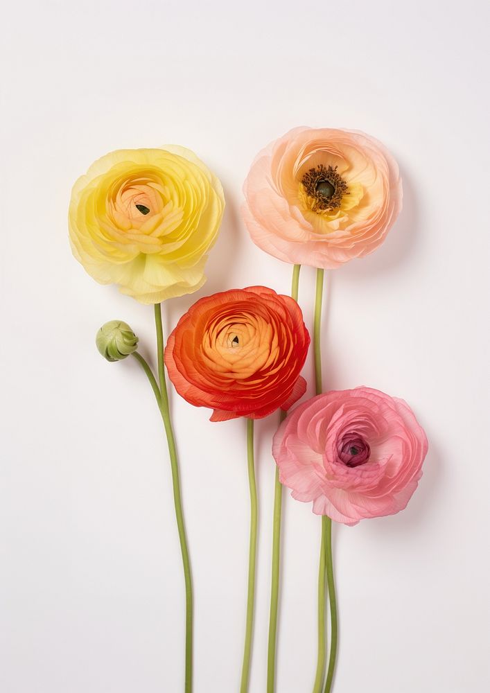 Real Pressed Ranunculus flowers petal | Premium Photo - rawpixel