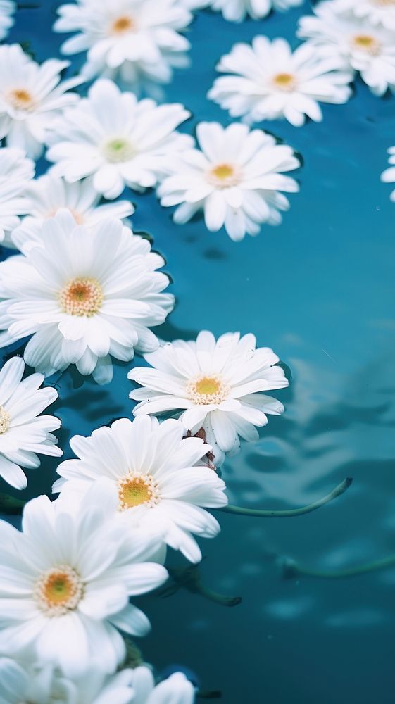 Floating daisy flower outdoors blossom | Premium Photo - rawpixel