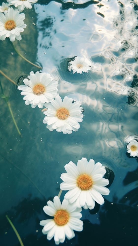 Floating daisy flower outdoors nature | Premium Photo - rawpixel