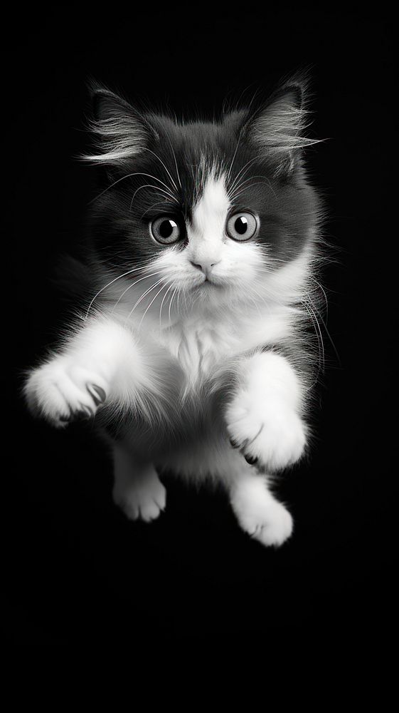 Photography cute jumping cat monochrome | Premium Photo - rawpixel