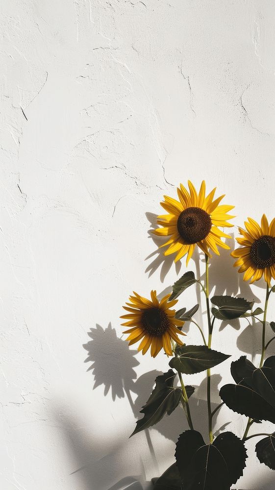 Sunflowers shadow petal plant. | Free Photo - rawpixel