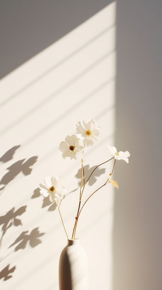 Flower blossom shadow plant. | Free Photo - rawpixel