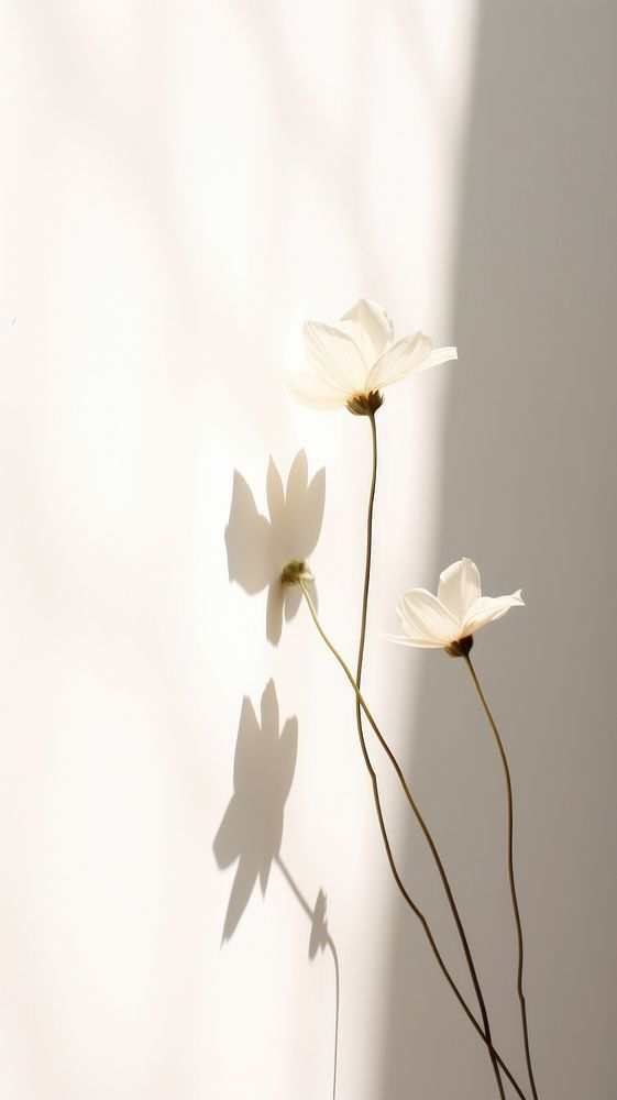 Flower shadow petal plant. | Free Photo - rawpixel