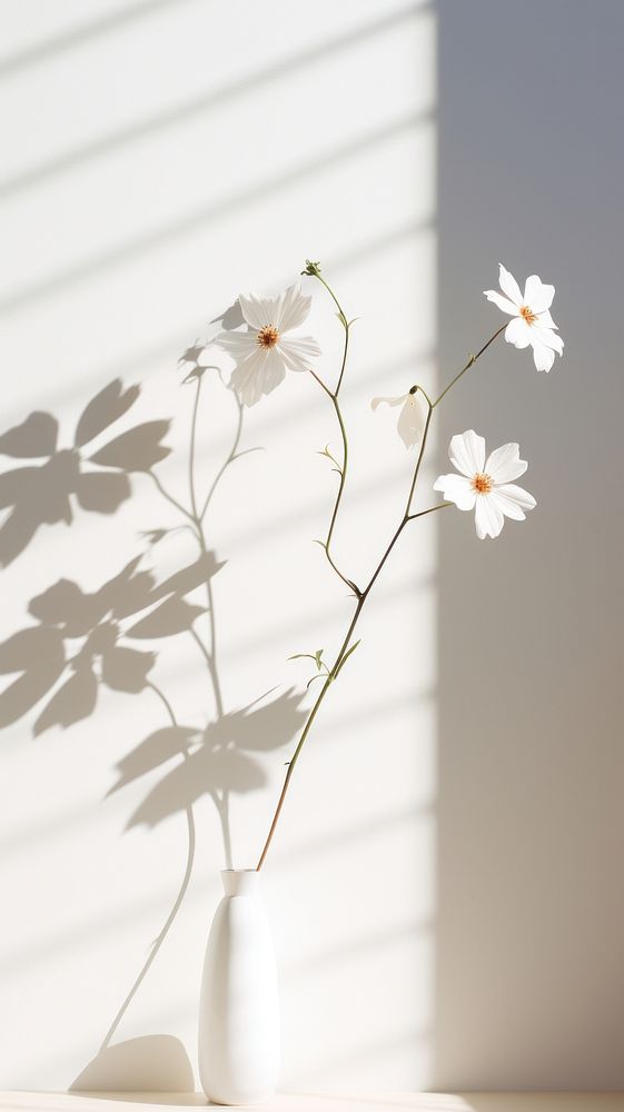 Flower blossom shadow plant. | Premium Photo - rawpixel