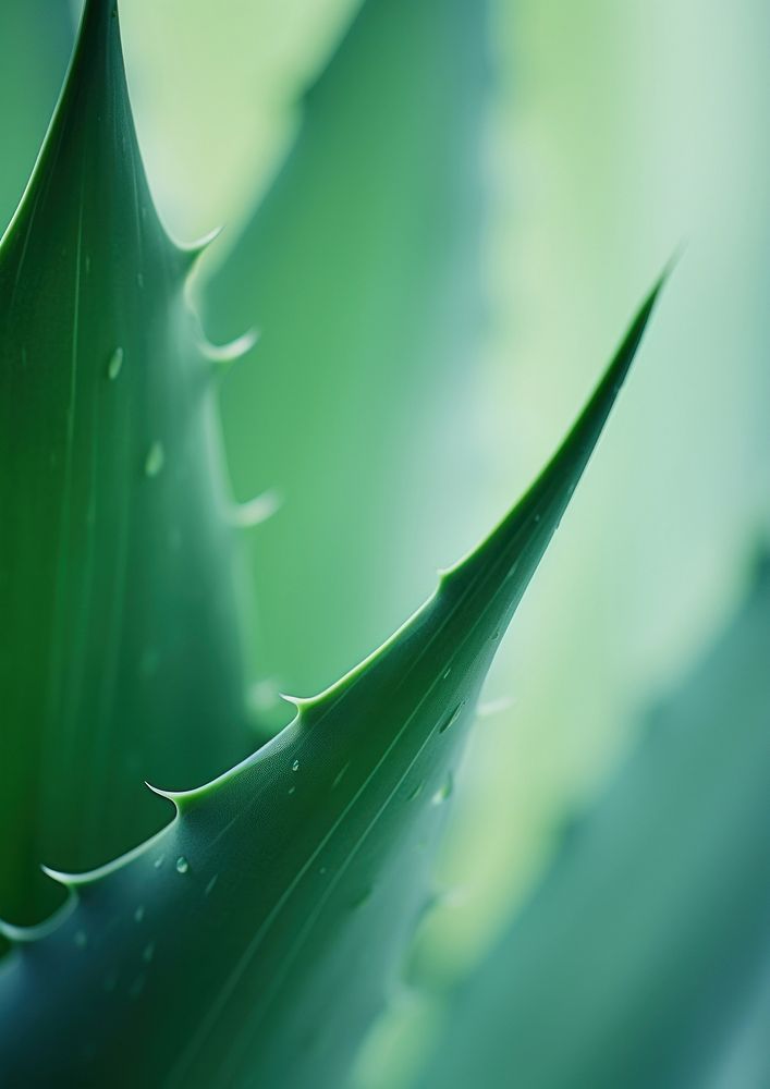 aloe vera leave backgrounds plant | Free Photo - rawpixel