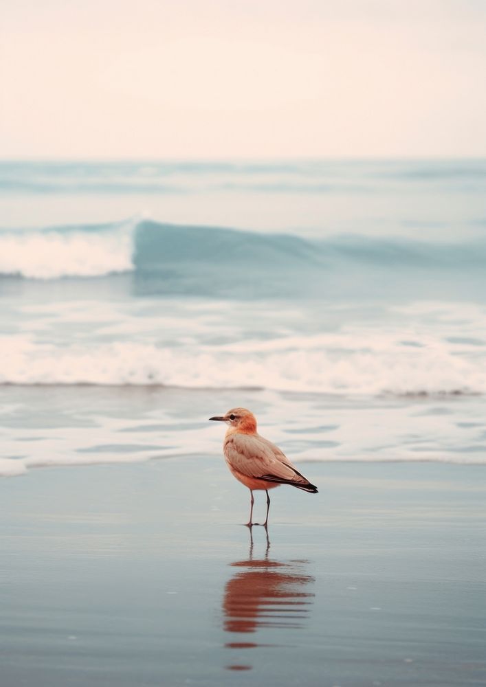 Bird ocean outdoors horizon seagull. | Premium Photo - rawpixel