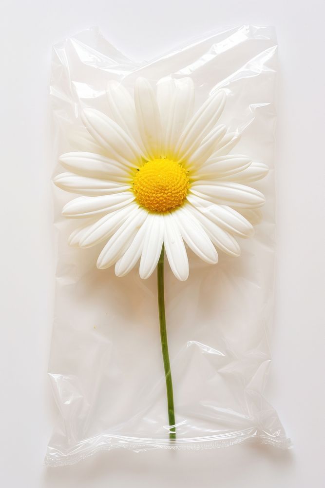 Plastic wrapping daisy flower petal | Premium Photo - rawpixel