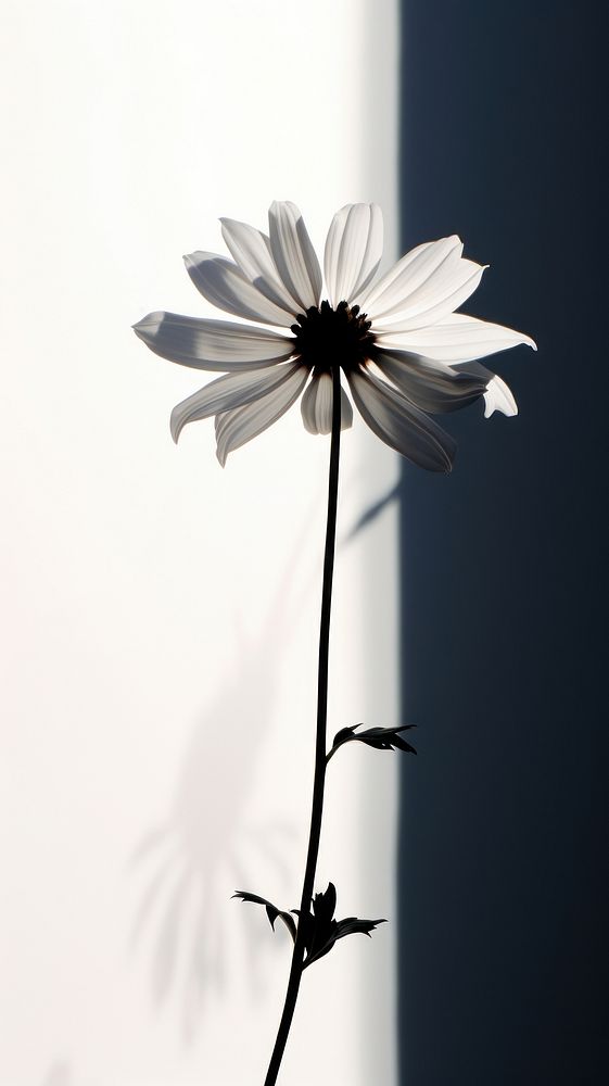 Flower blossom shadow petal. AI | Premium Photo - rawpixel