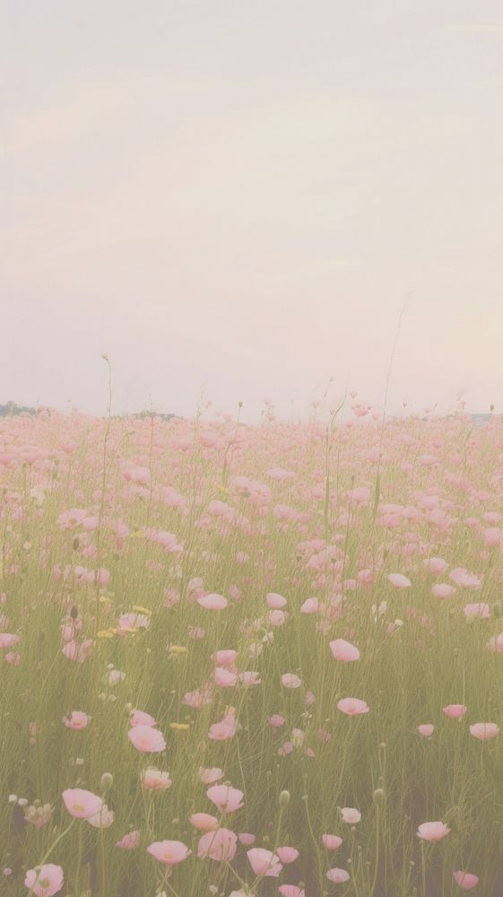 Aesthetic pink flower field landscape | Free Photo - rawpixel