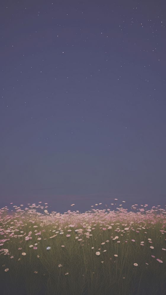 Esthetic flower field nighttime landscape | Premium Photo - rawpixel