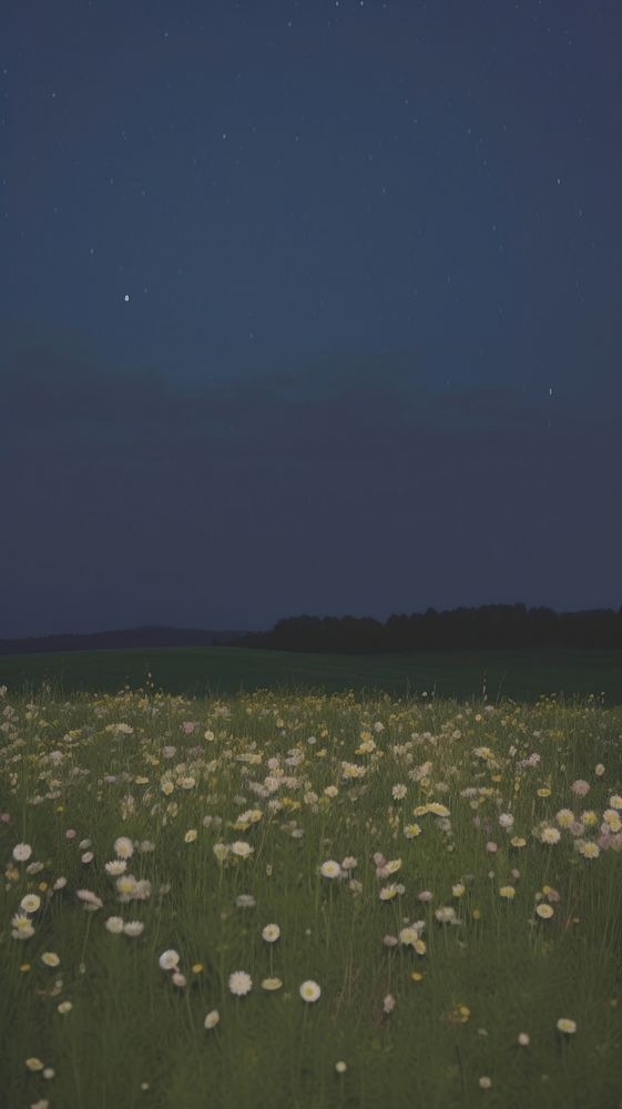 Esthetic flower field nighttime landscape | Premium Photo - rawpixel