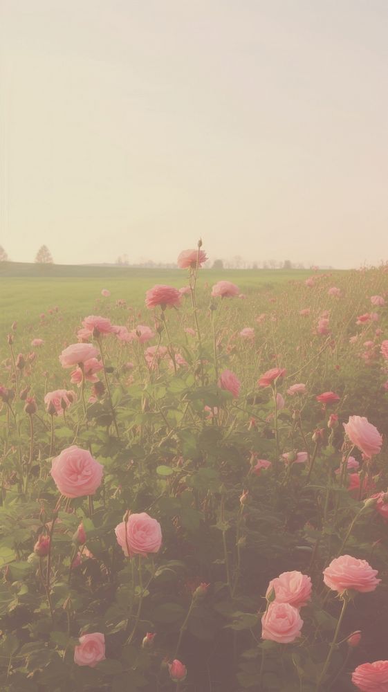 Esthetic rose field landscape wallpaper | Premium Photo - rawpixel