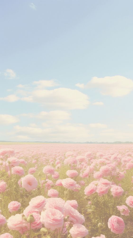 Esthetic rose field landscape wallpaper | Premium Photo - rawpixel