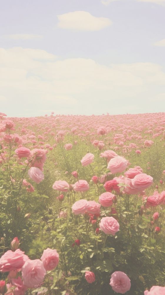 Esthetic rose field landscape wallpaper | Premium Photo - rawpixel