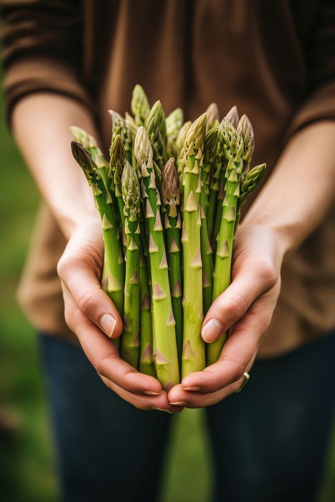 Asparagus vegetable plant adult. | Premium Photo - rawpixel